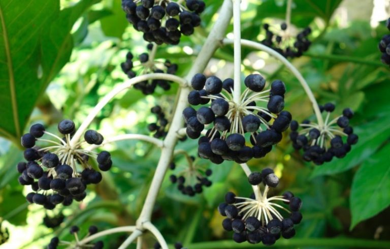 Eleuthero Root (Siberian Ginseng) Review for Men by Men