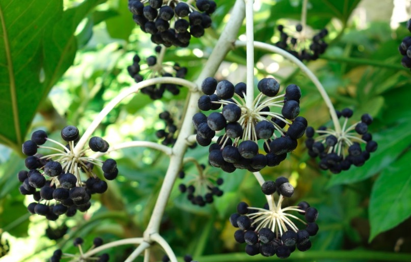 Eleuthero Root (Siberian Ginseng) Review for Men by Men