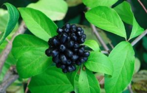 Eleuthero Root (Siberian Ginseng) Review for Men by Men